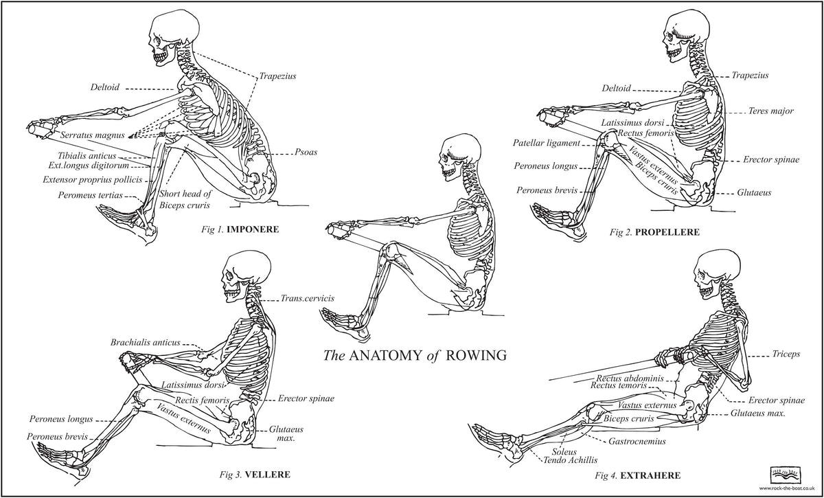 Anatomy of Rowing Poster – Rock the Boat